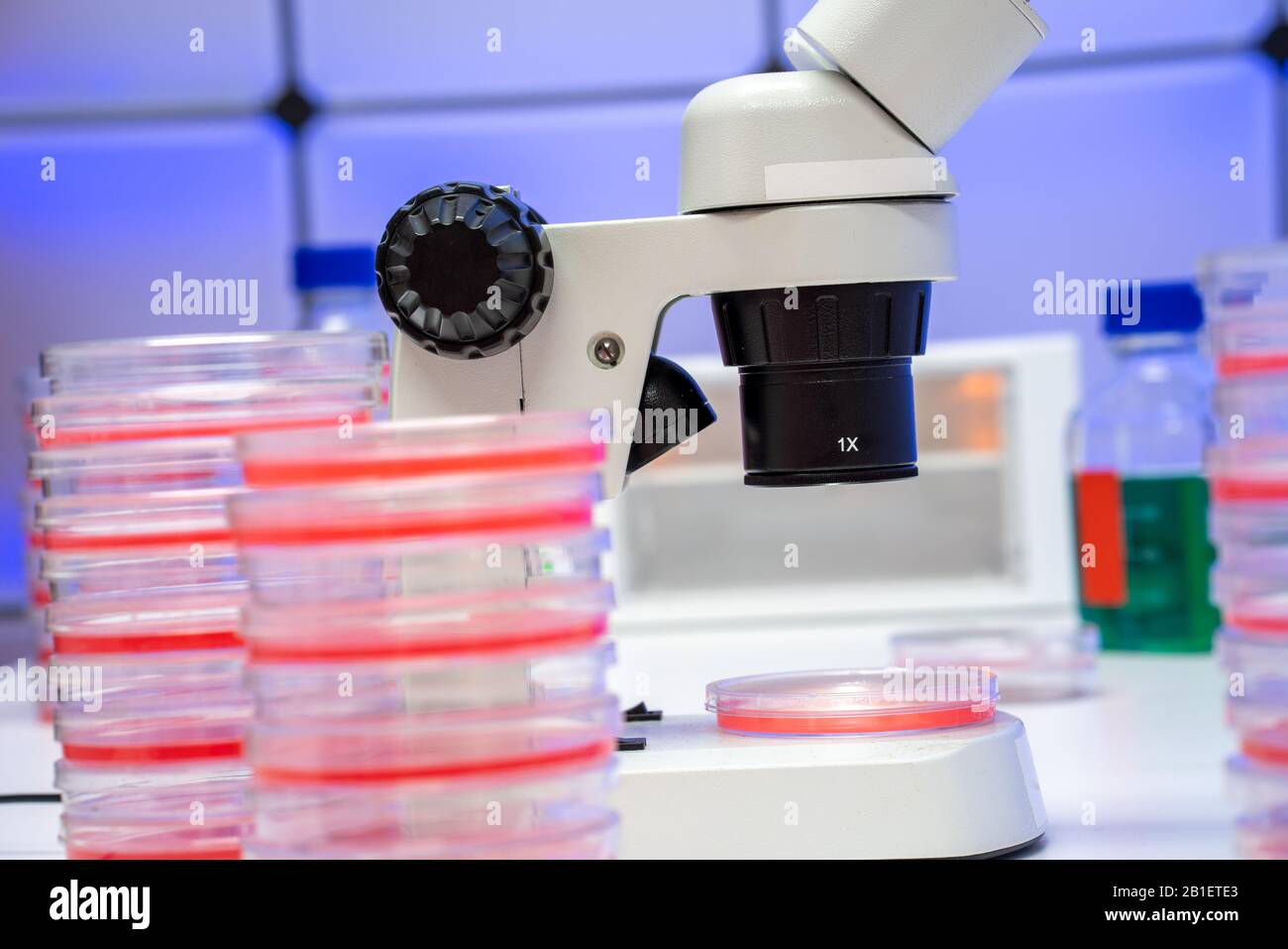 Microscope and petri dish with biological sample on clinical workbench ...