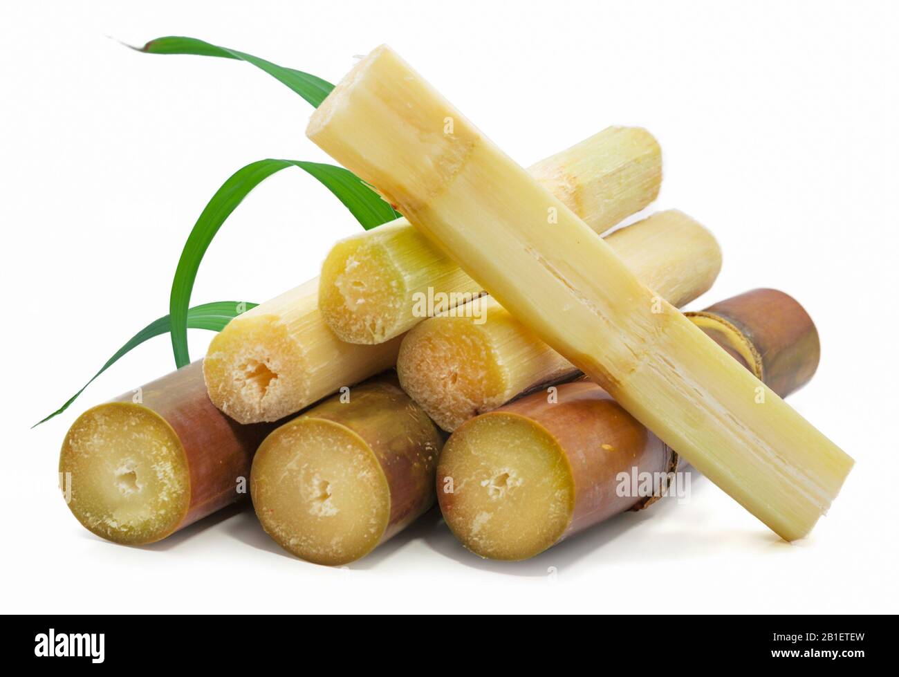 Single object of Sugar cane isolated on white background Stock Photo ...