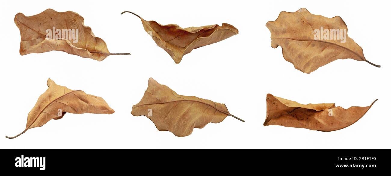 dry leaf or dead leaf isolated on white background Stock Photo - Alamy
