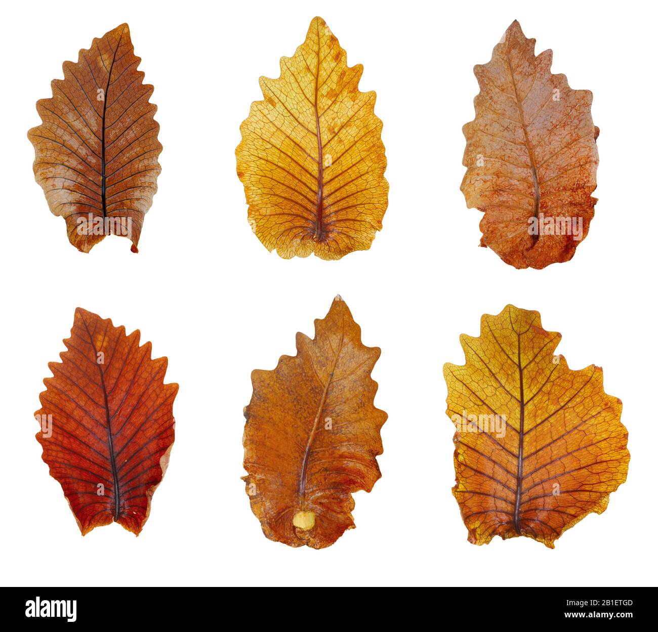 dry leaf or dead leaf isolated on white background Stock Photo - Alamy