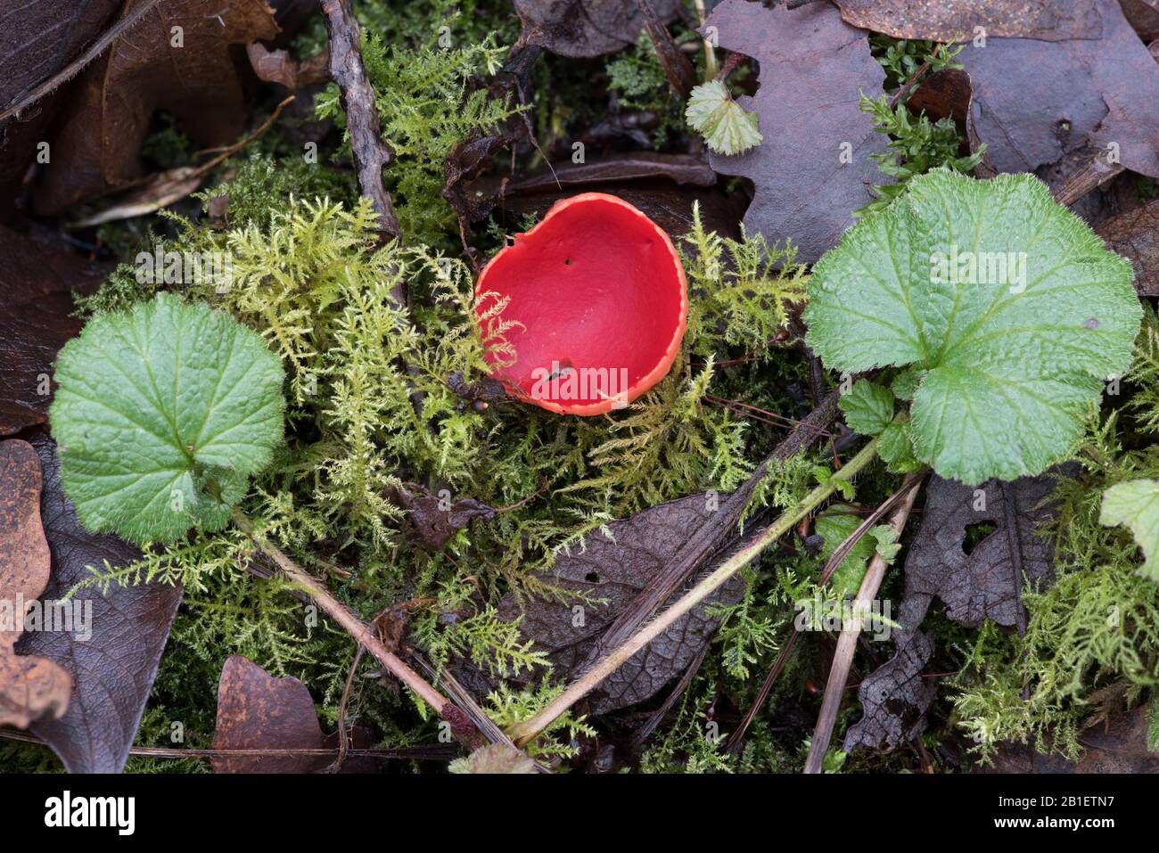 Scarlet cup sarcoscypha austriaca hi-res stock photography and images ...