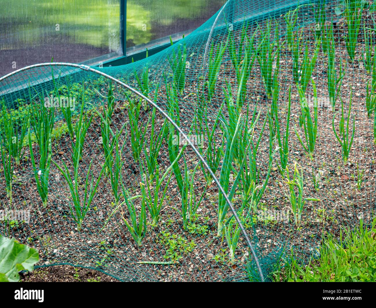 Spring onion seedlings hi-res stock photography and images - Alamy
