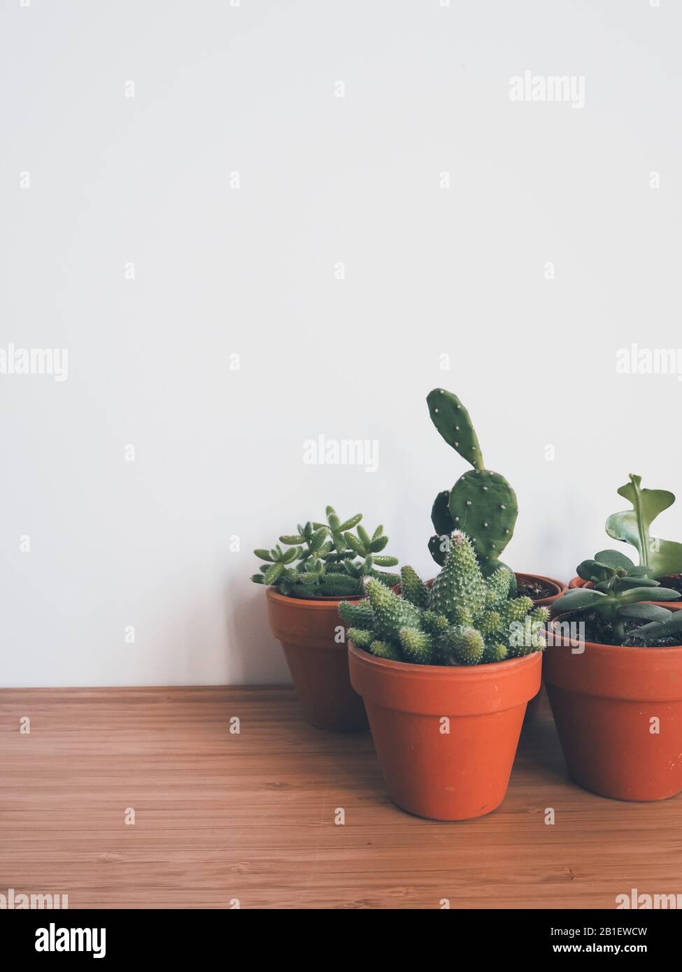 Succulents in terracotta pots hi-res stock photography and images - Alamy