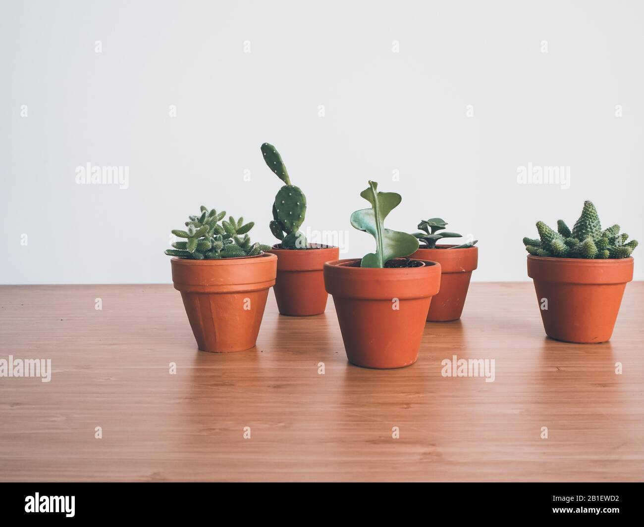 Succulents in terracotta pots hi-res stock photography and images - Alamy