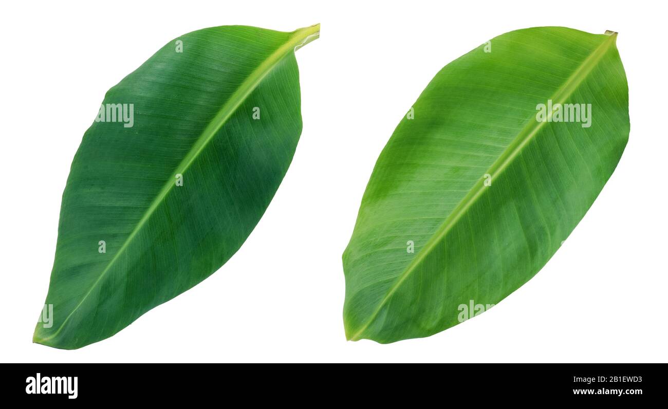 Eating banana leaf Cut Out Stock Images & Pictures - Alamy