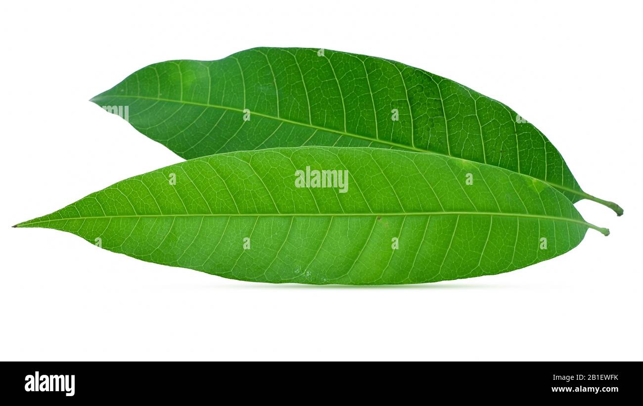 mango leaf isolated on white background Stock Photo - Alamy