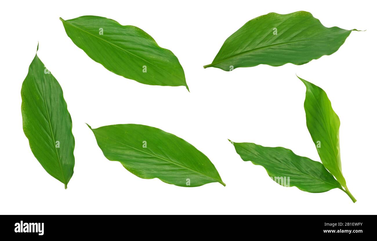 Turmeric leaf isolated on white background Stock Photo - Alamy
