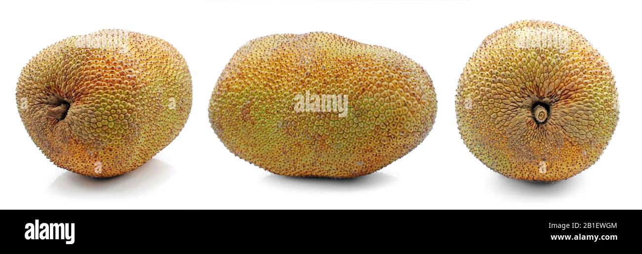 Single object of Jackfruit isolated on white background Stock Photo - Alamy
