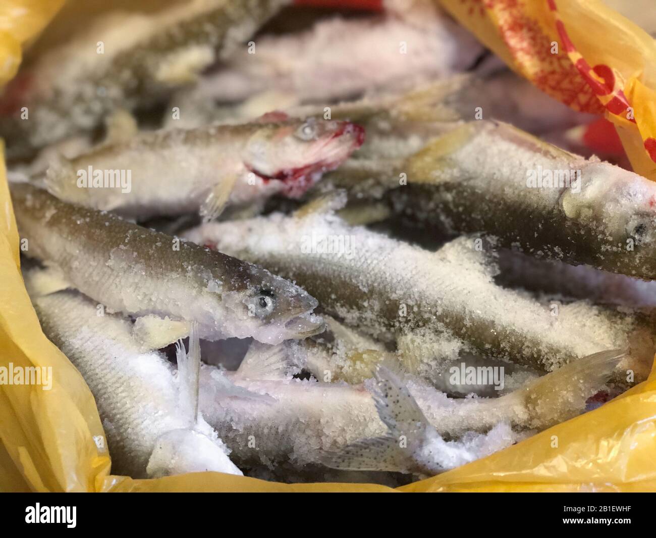 Frozen smelt fish in plastic bag. Winter fishing background. Fresh fish ...
