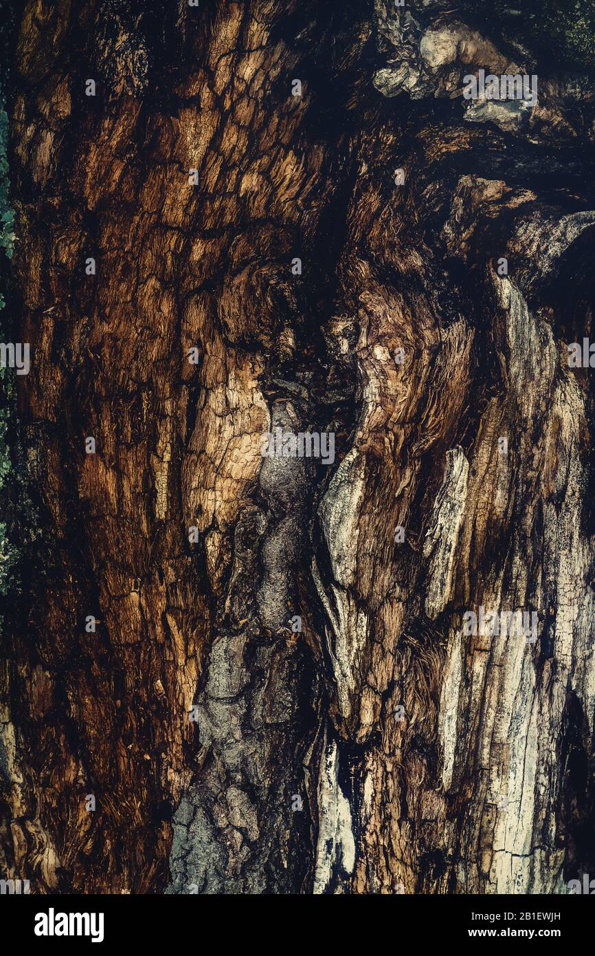 old tree bark, beech trunk Stock Photo - Alamy
