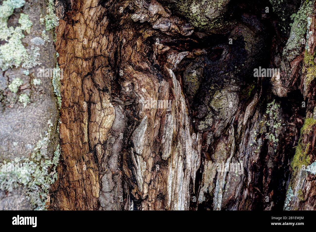 old tree bark, beech trunk Stock Photo - Alamy