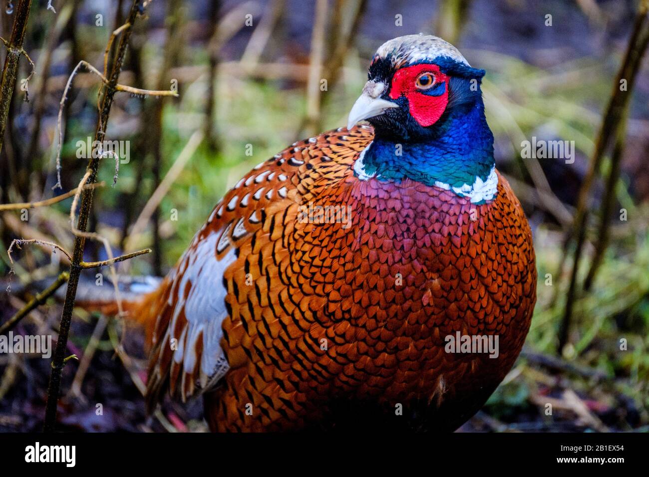 Male pheasant (Phasianus colchicus) in South Lanarkshire, Scotland ...