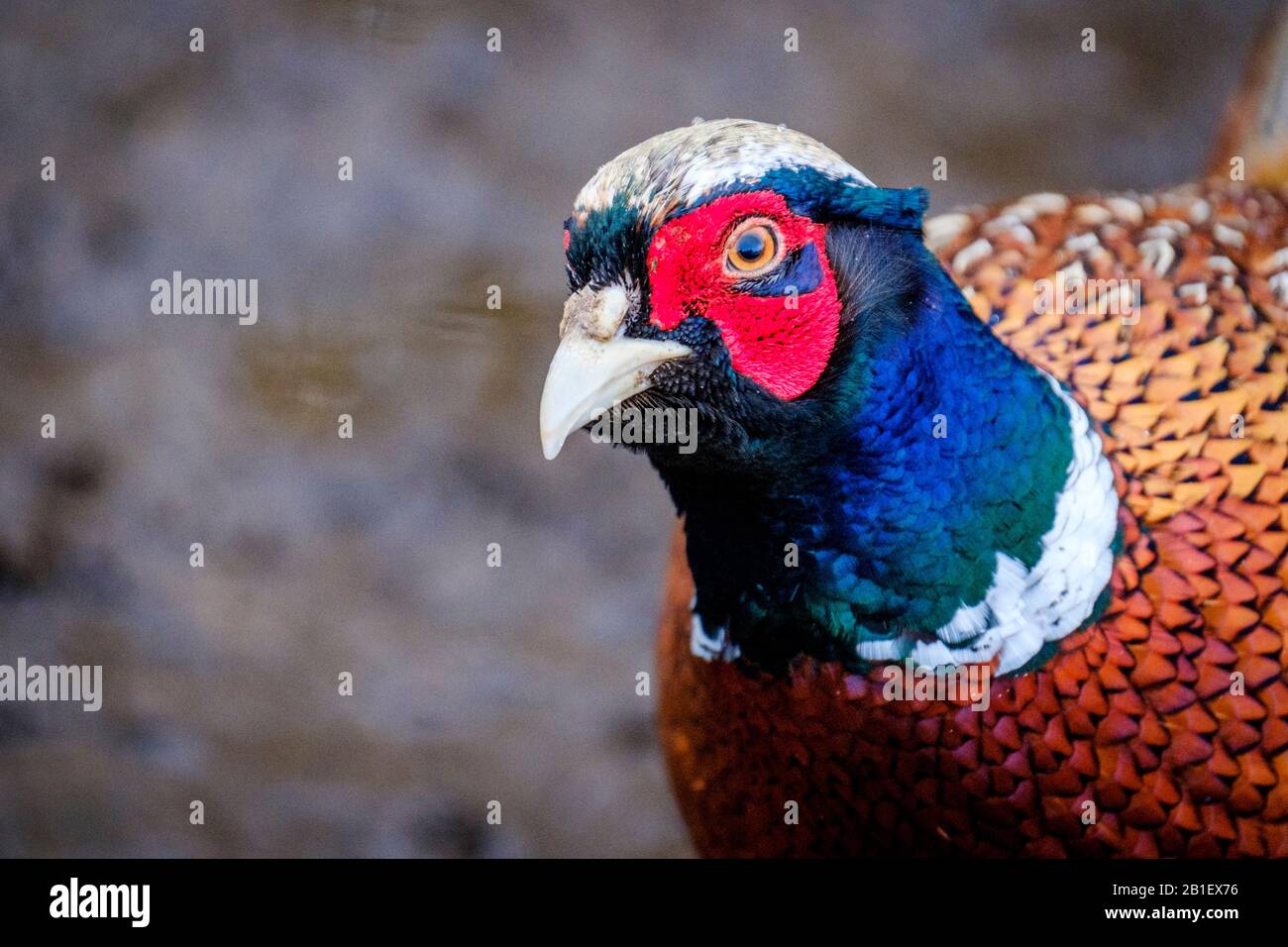 Male pheasant (Phasianus colchicus) in South Lanarkshire, Scotland ...