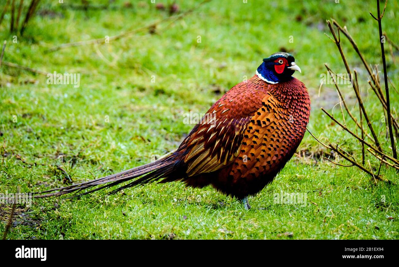 Ring necked pheasant scotland hi-res stock photography and images - Alamy