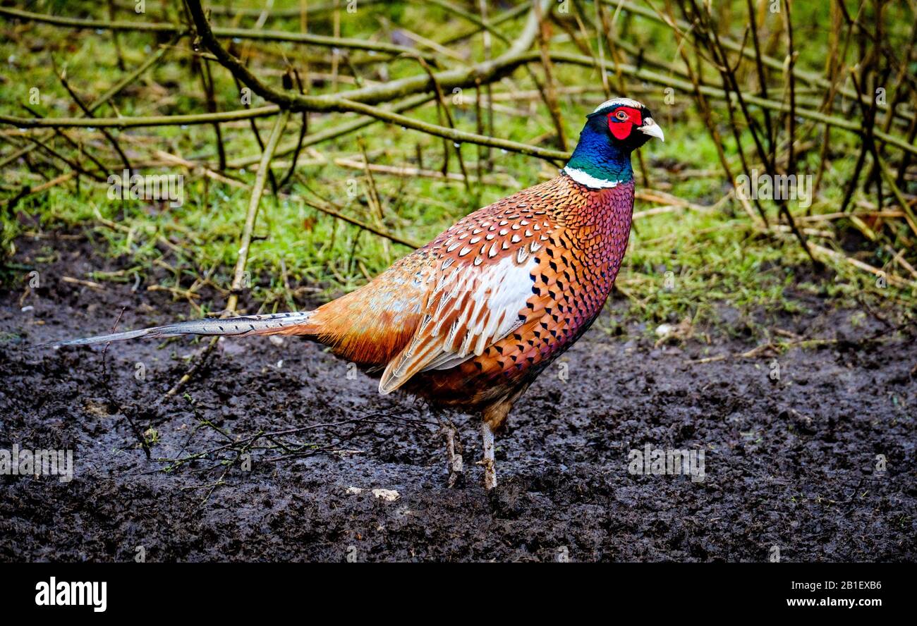 Ring necked pheasant scotland hi-res stock photography and images - Alamy