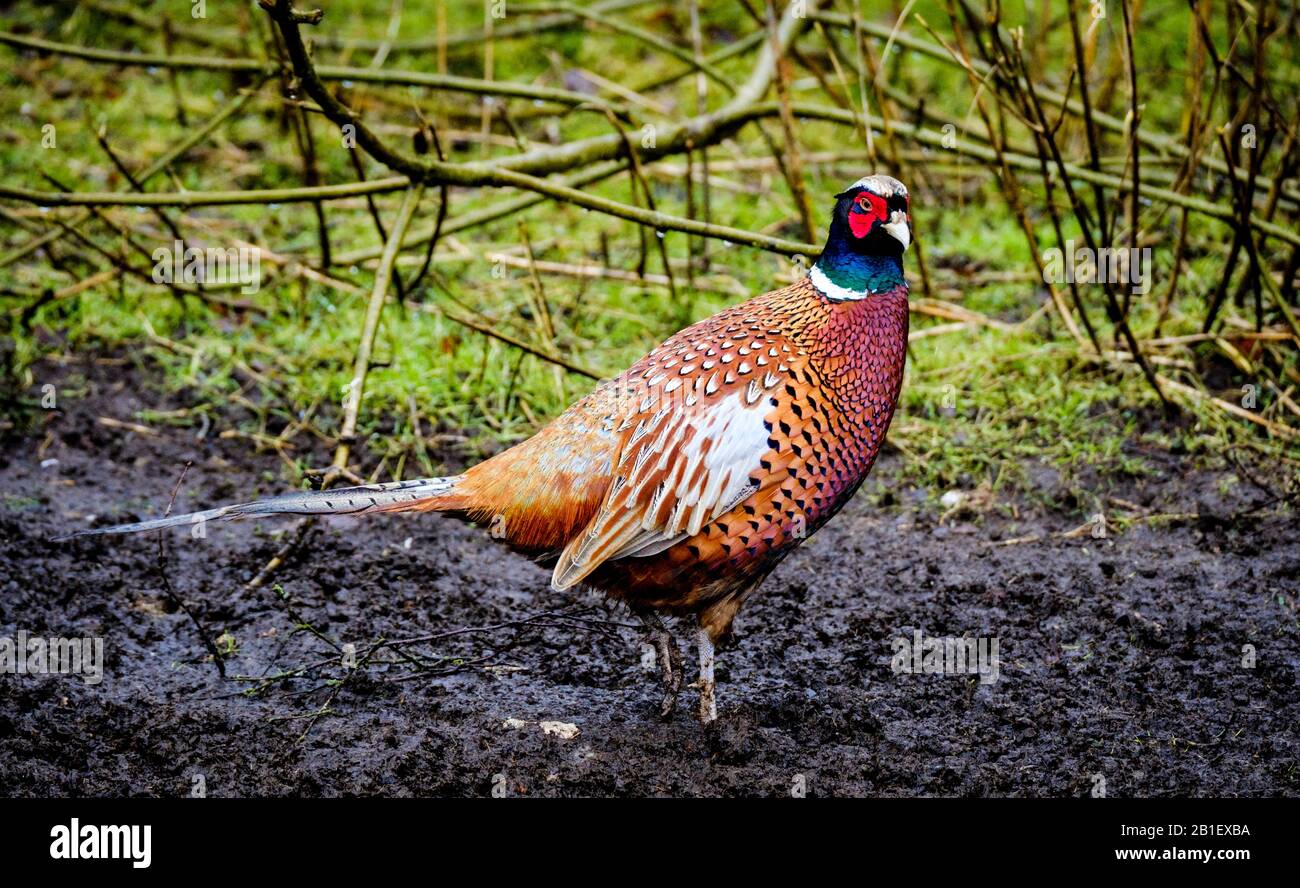 Male pheasant (Phasianus colchicus) in South Lanarkshire, Scotland ...