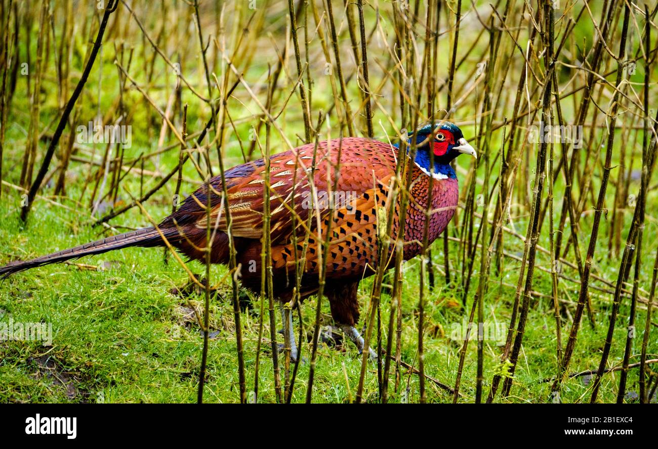 Male pheasant (Phasianus colchicus) in South Lanarkshire, Scotland ...