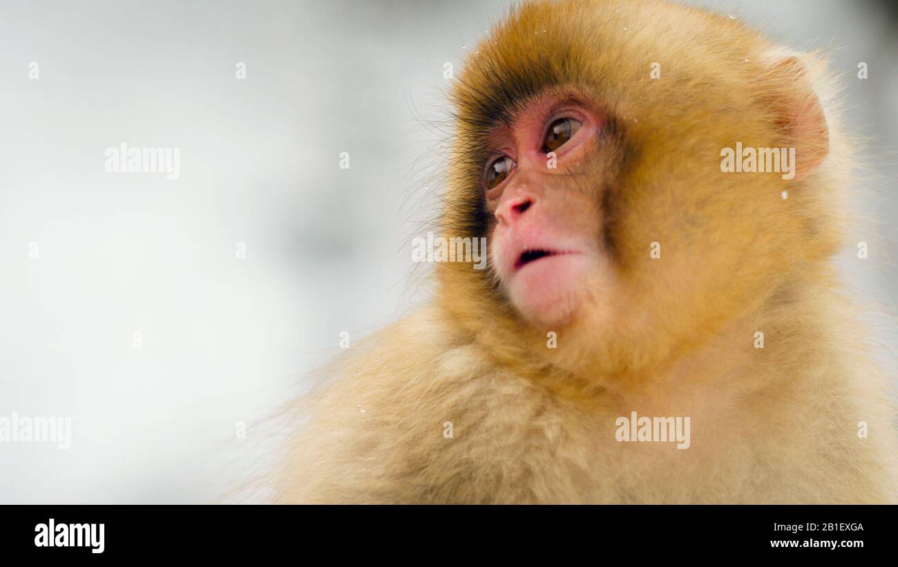 A cute baby japanese macaque monkey Stock Photo - Alamy