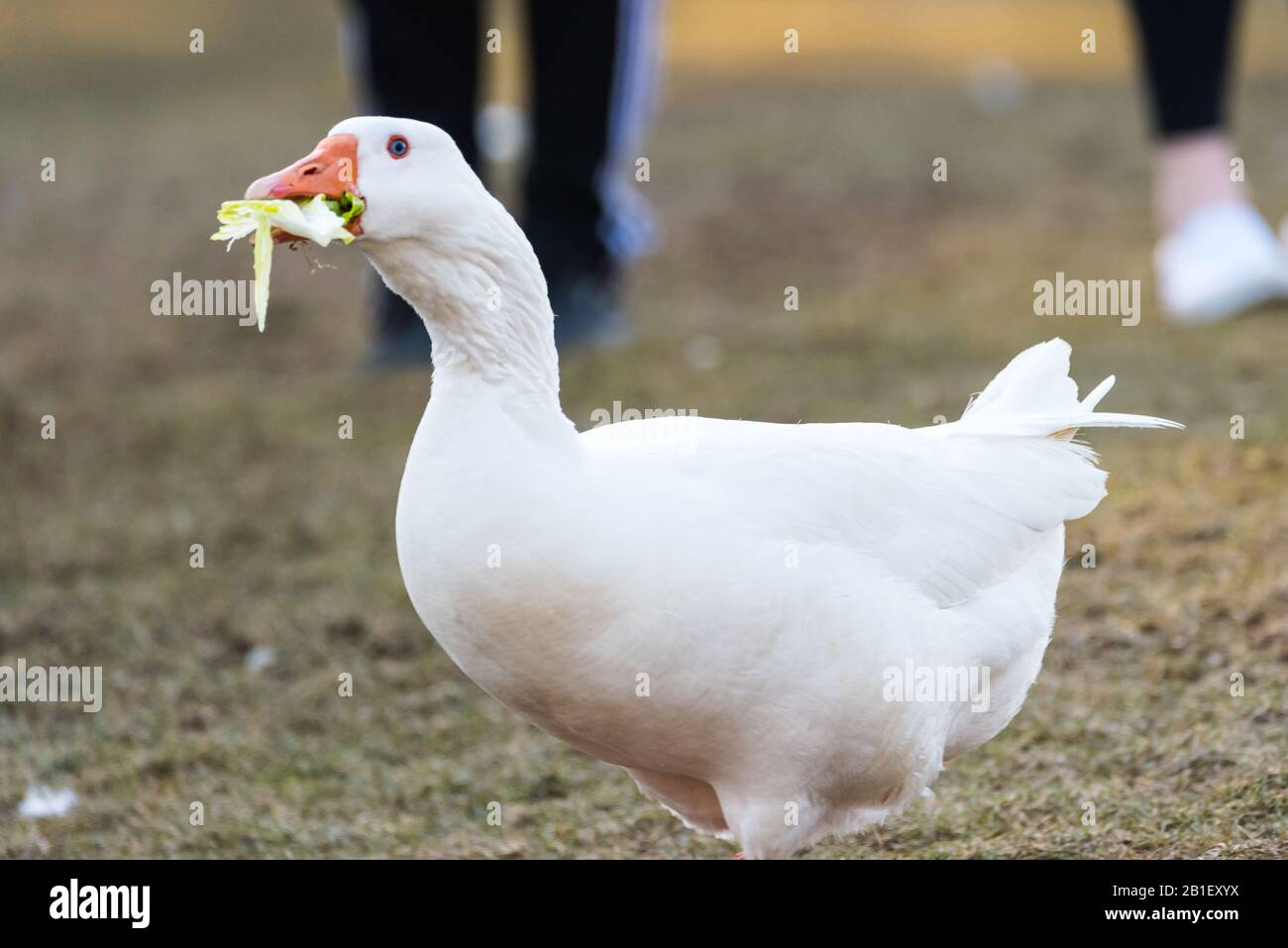 Domestic goose eating lettuce thrown to him by bystanders Stock Photo ...