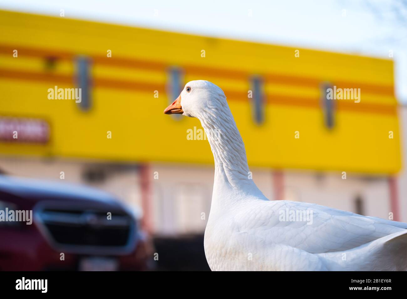 Flock of geese wandering in a parking lot by the side of the road Stock ...