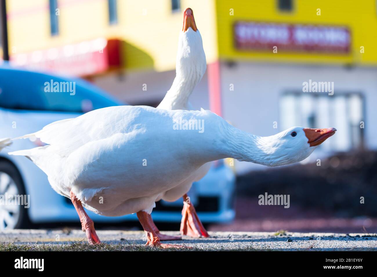 Wandering goose hi-res stock photography and images - Alamy