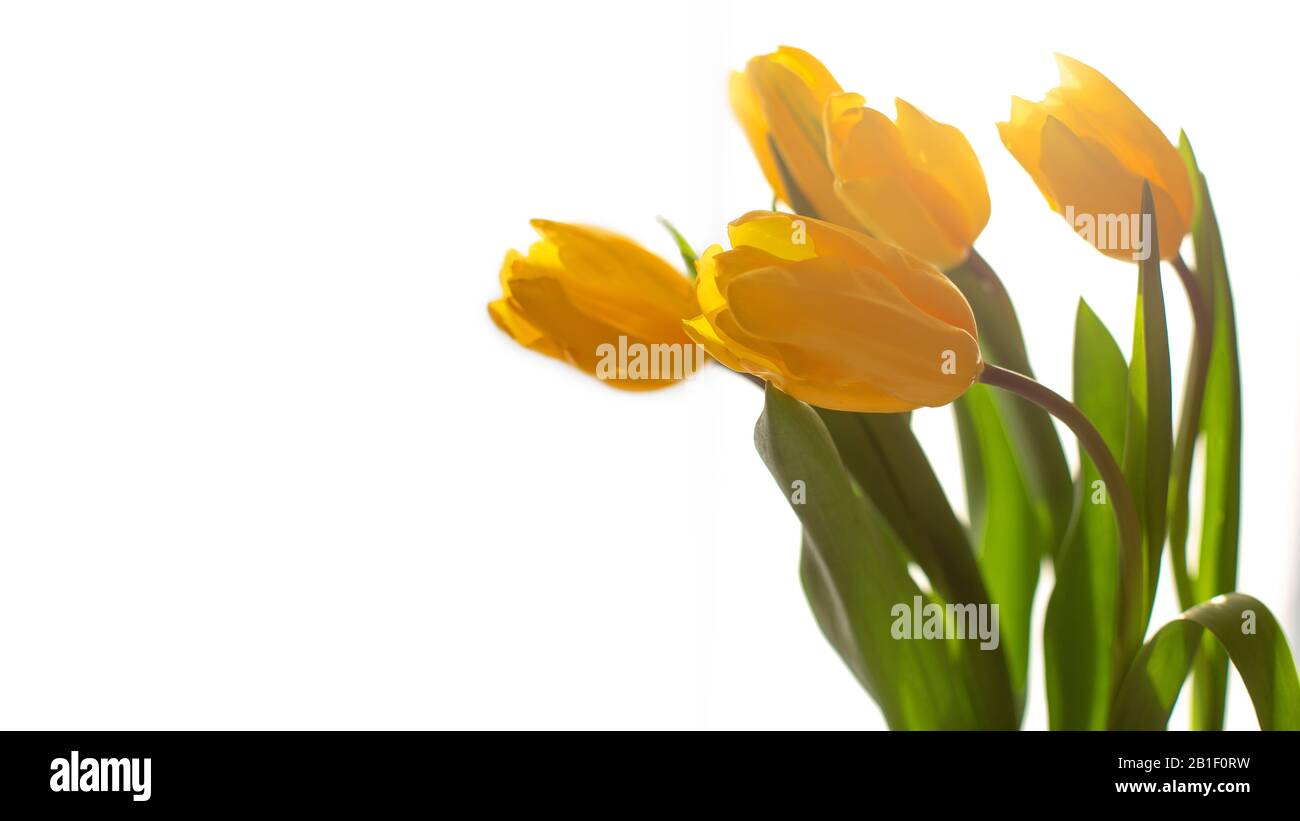 Delicate bouquet of five yellow tulips in white backlight. Close up ...