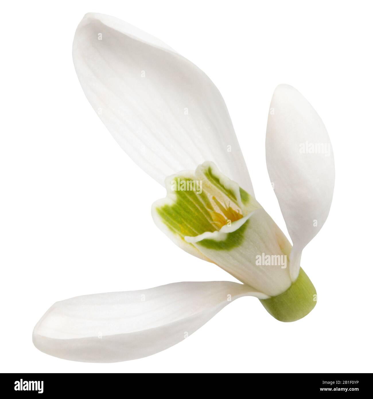 snowdrops isolated on white background. Clipping Path Stock Photo - Alamy