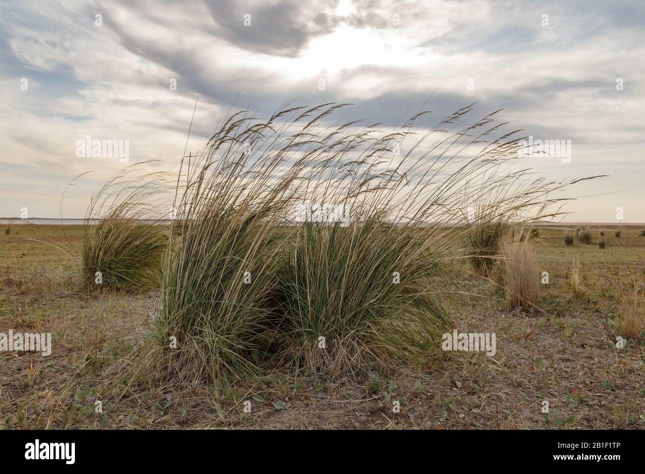 Green grass lawn hummock hi-res stock photography and images - Alamy
