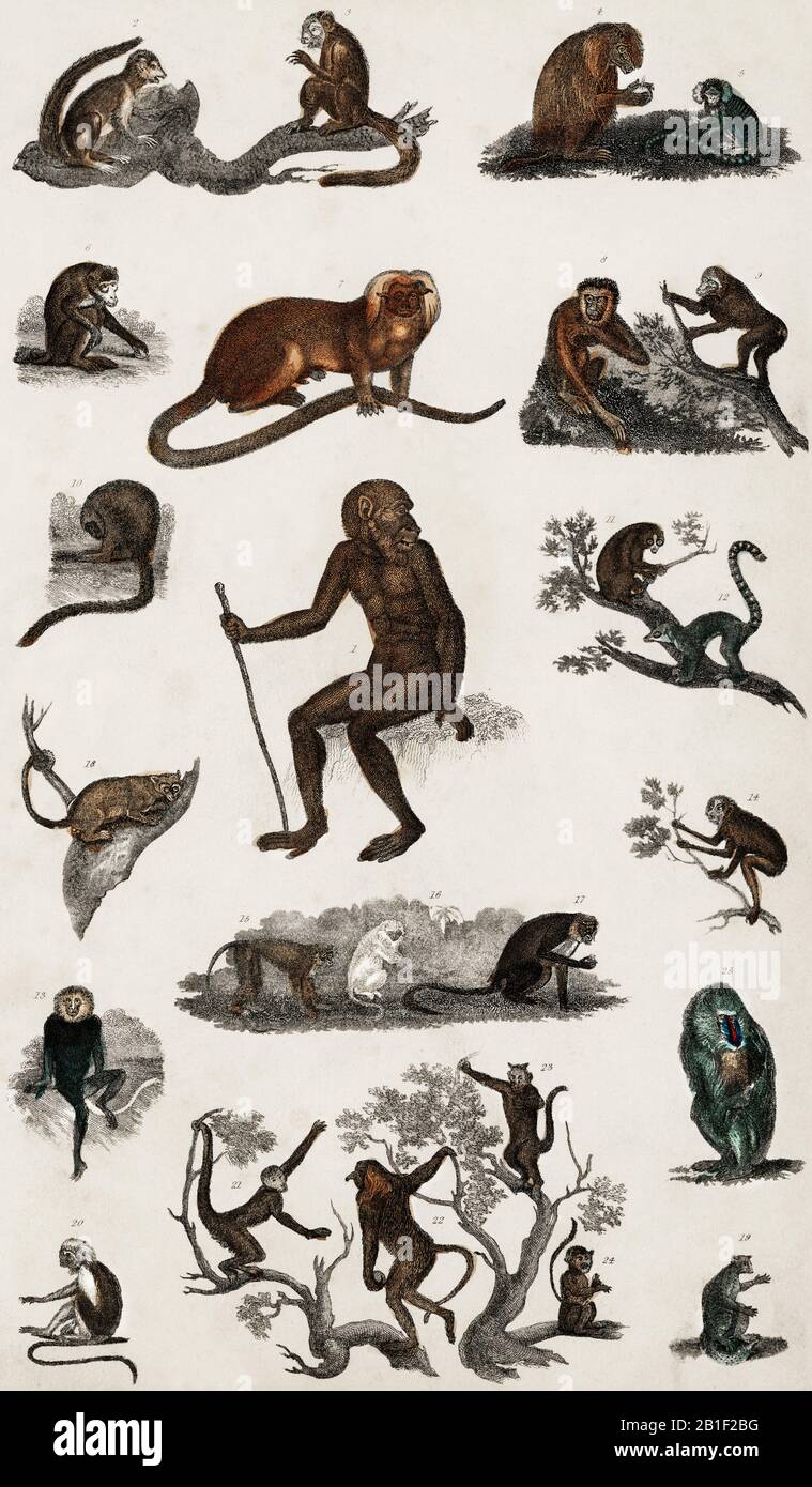 Collection of various monkeys from A history of the earth and animated ...
