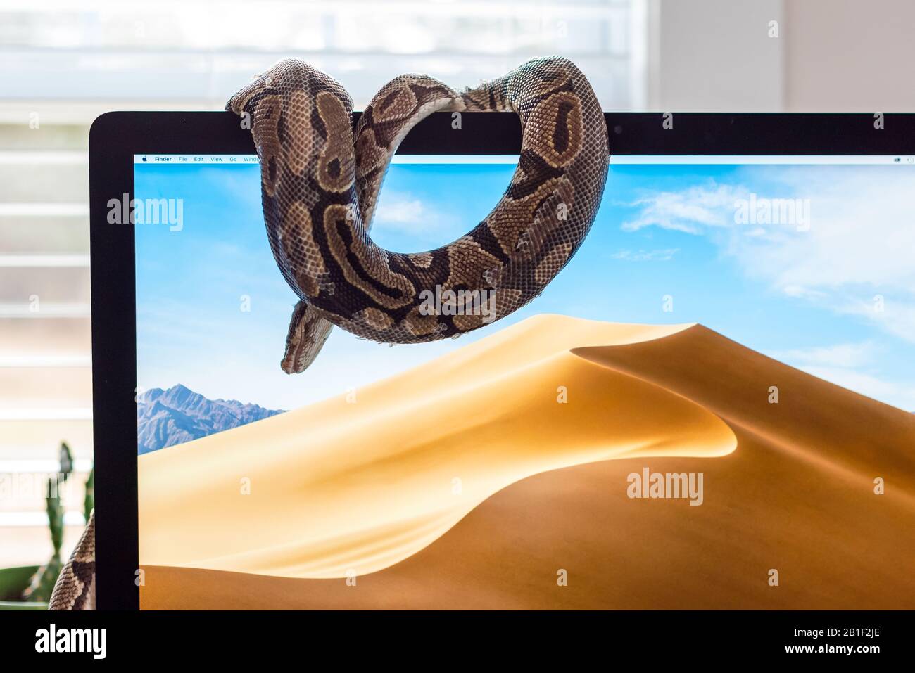 Python skin work hi-res stock photography and images - Alamy