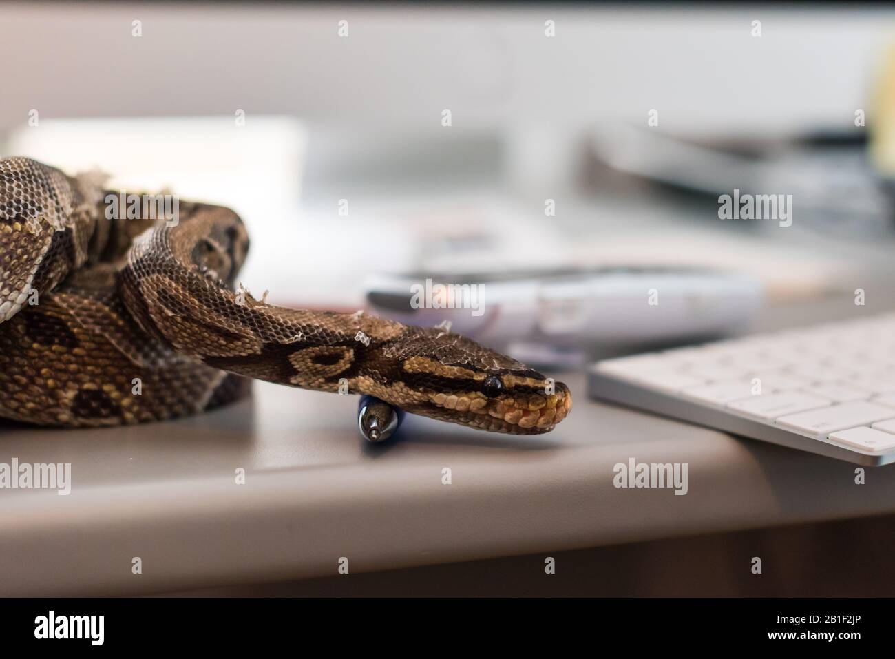 Python skin work hi-res stock photography and images - Alamy