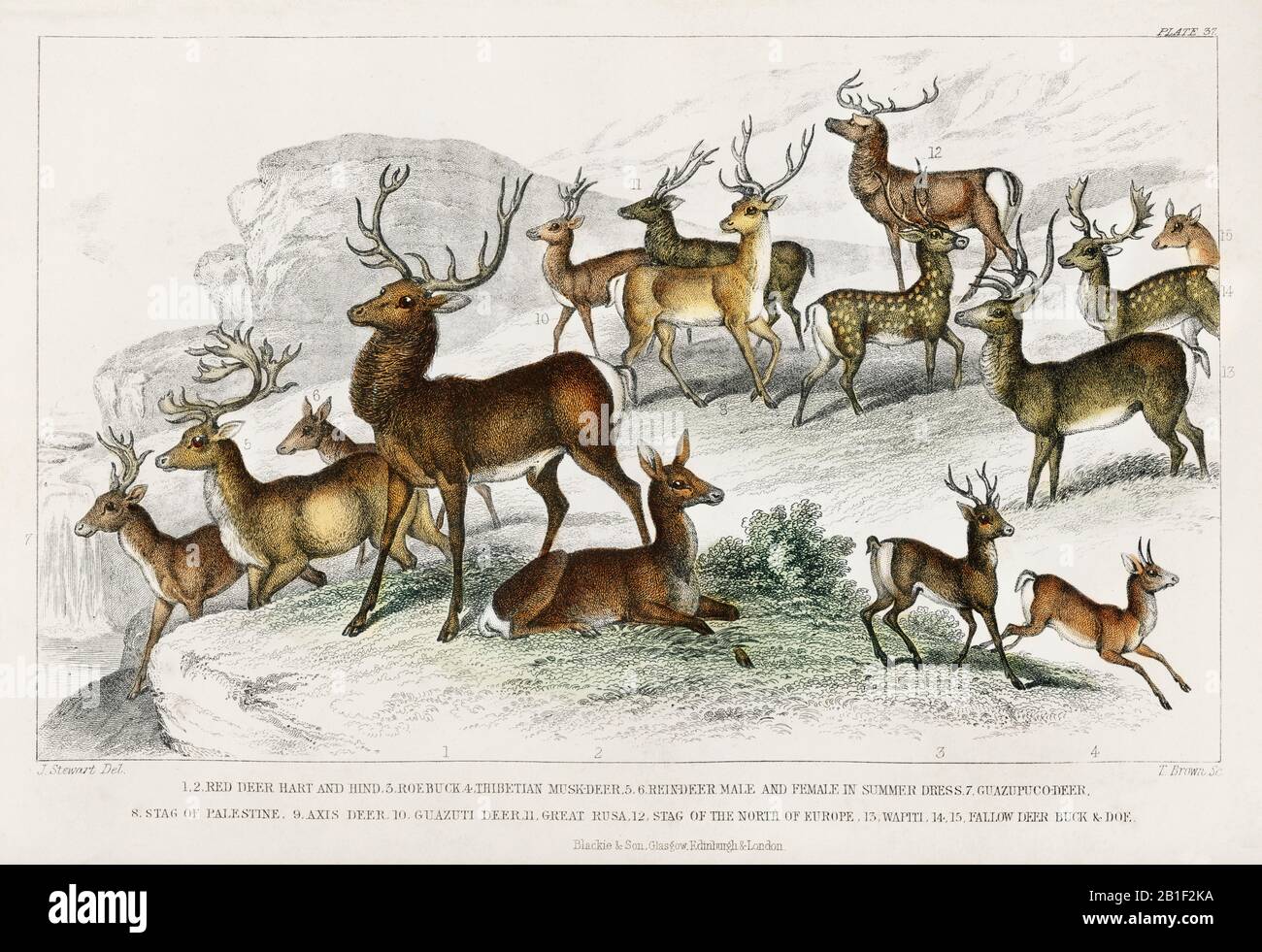 Red Deer Hart, Hind, Roebuck, Thibetian Musk Deer, Reindeer Male ...