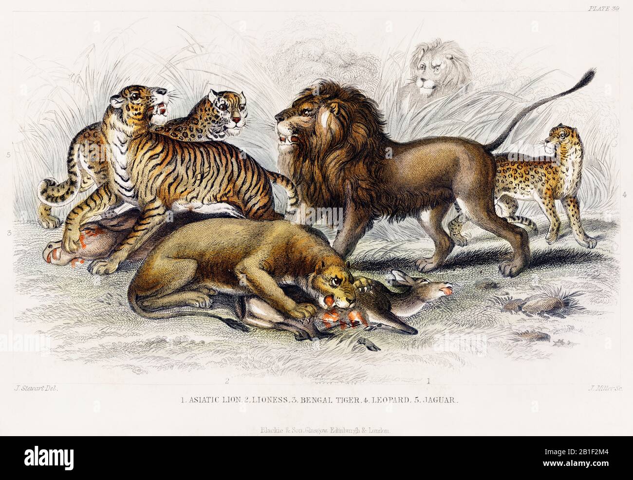 Asiatic Lion, Lioness, Bengal Tiger, Leopard, and Jaguar from A history ...
