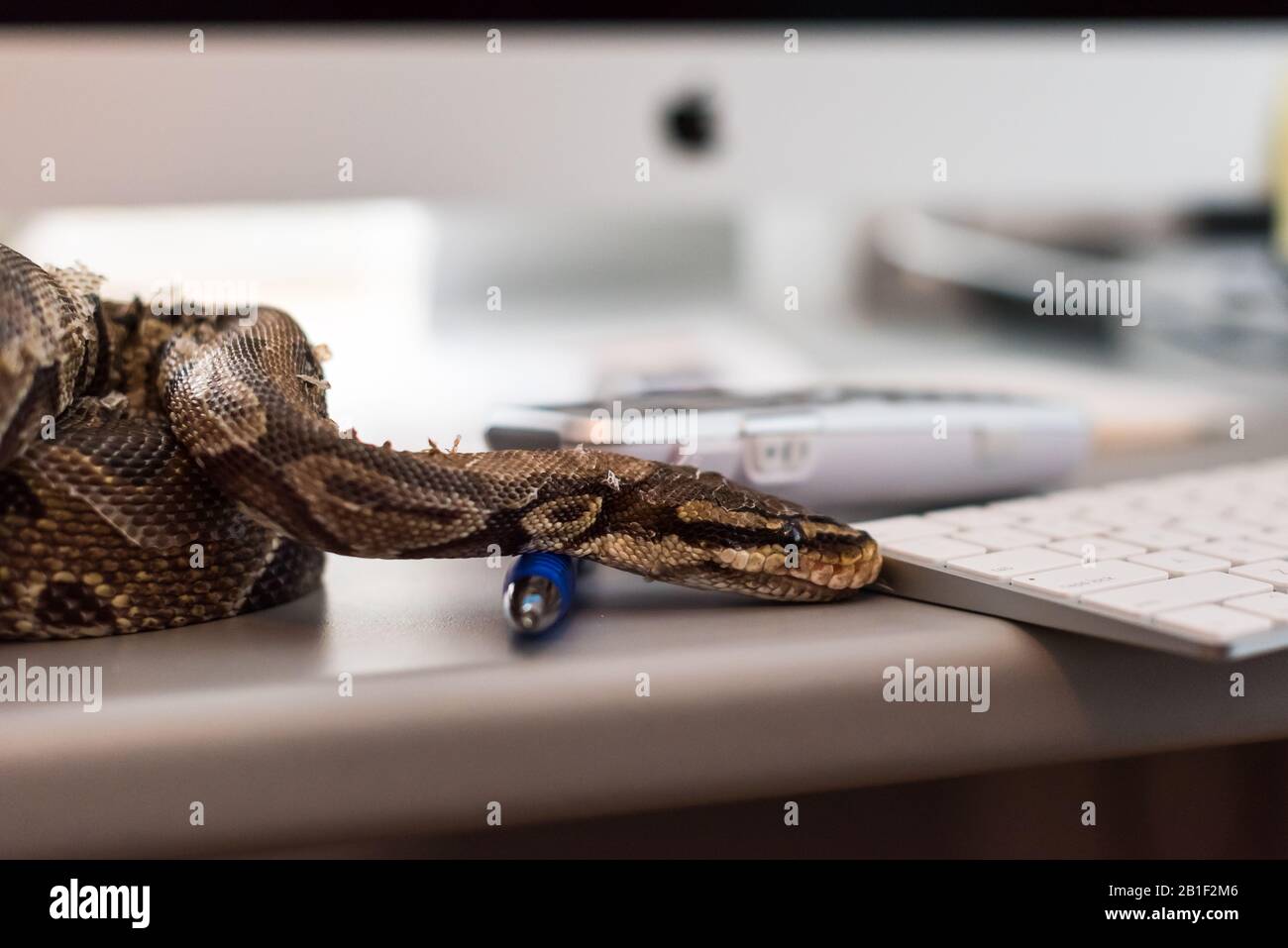 Python skin work hi-res stock photography and images - Alamy