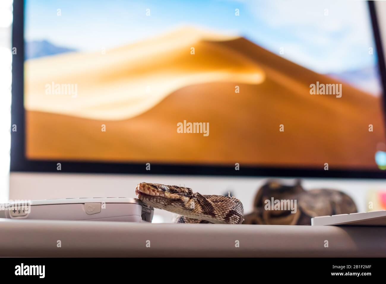 Ball python slithering around work desk. Unusual pet in the home office ...