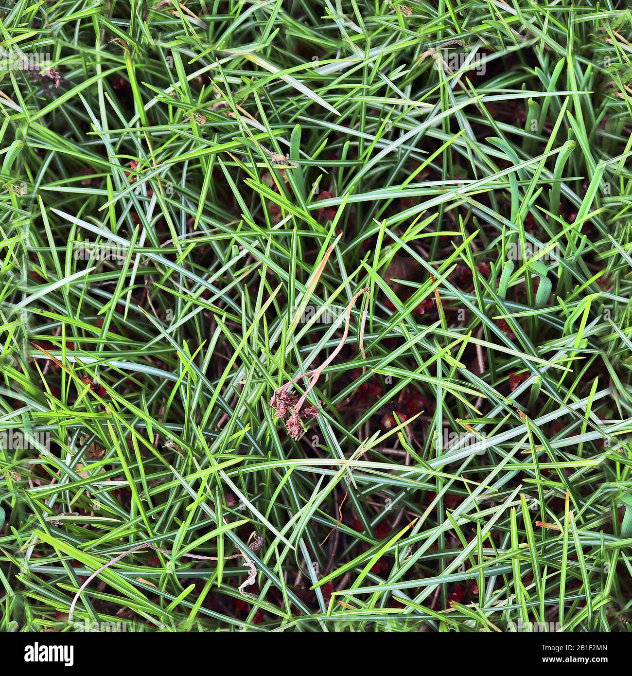 Photo realistic seamless grass texture in high resolution with more ...