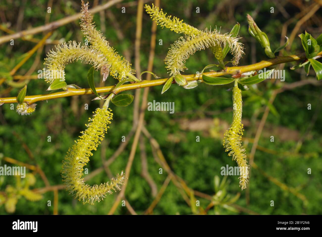 Willow catkins on tree uk hi-res stock photography and images - Alamy