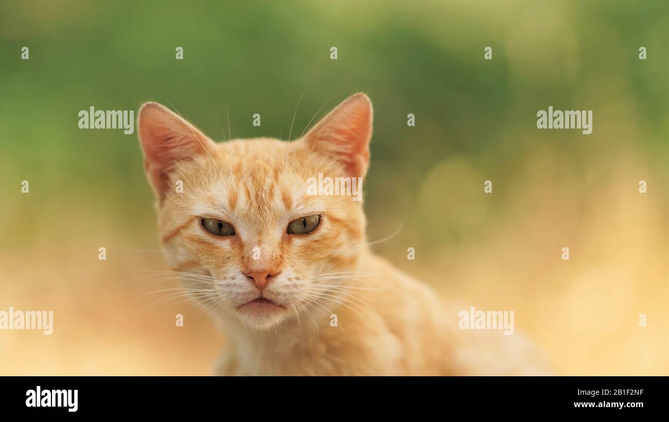 Lovely ginger cat portrait. Close-up face with an interesting look ...