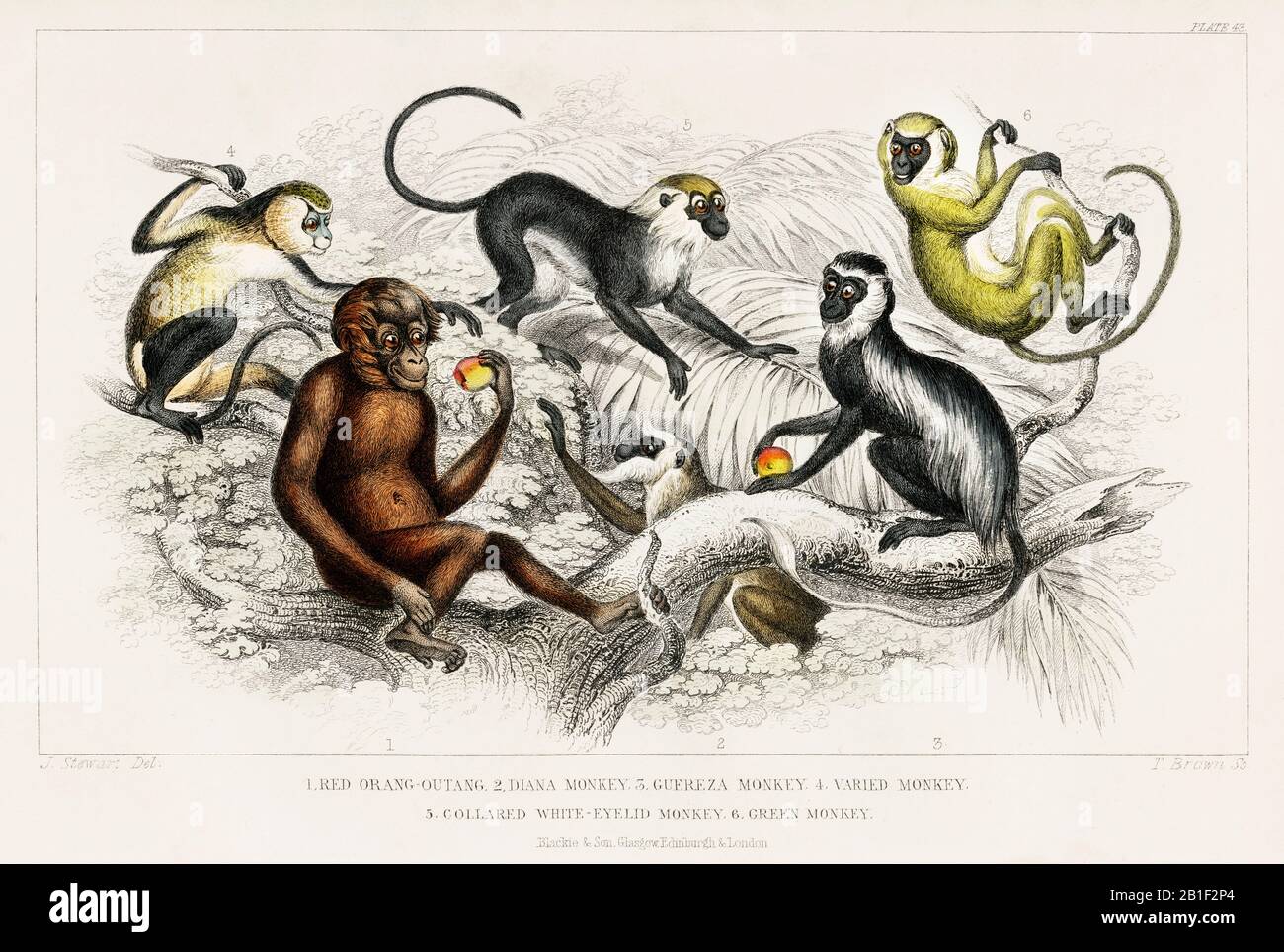 Collared white eyelid monkey hi-res stock photography and images - Alamy