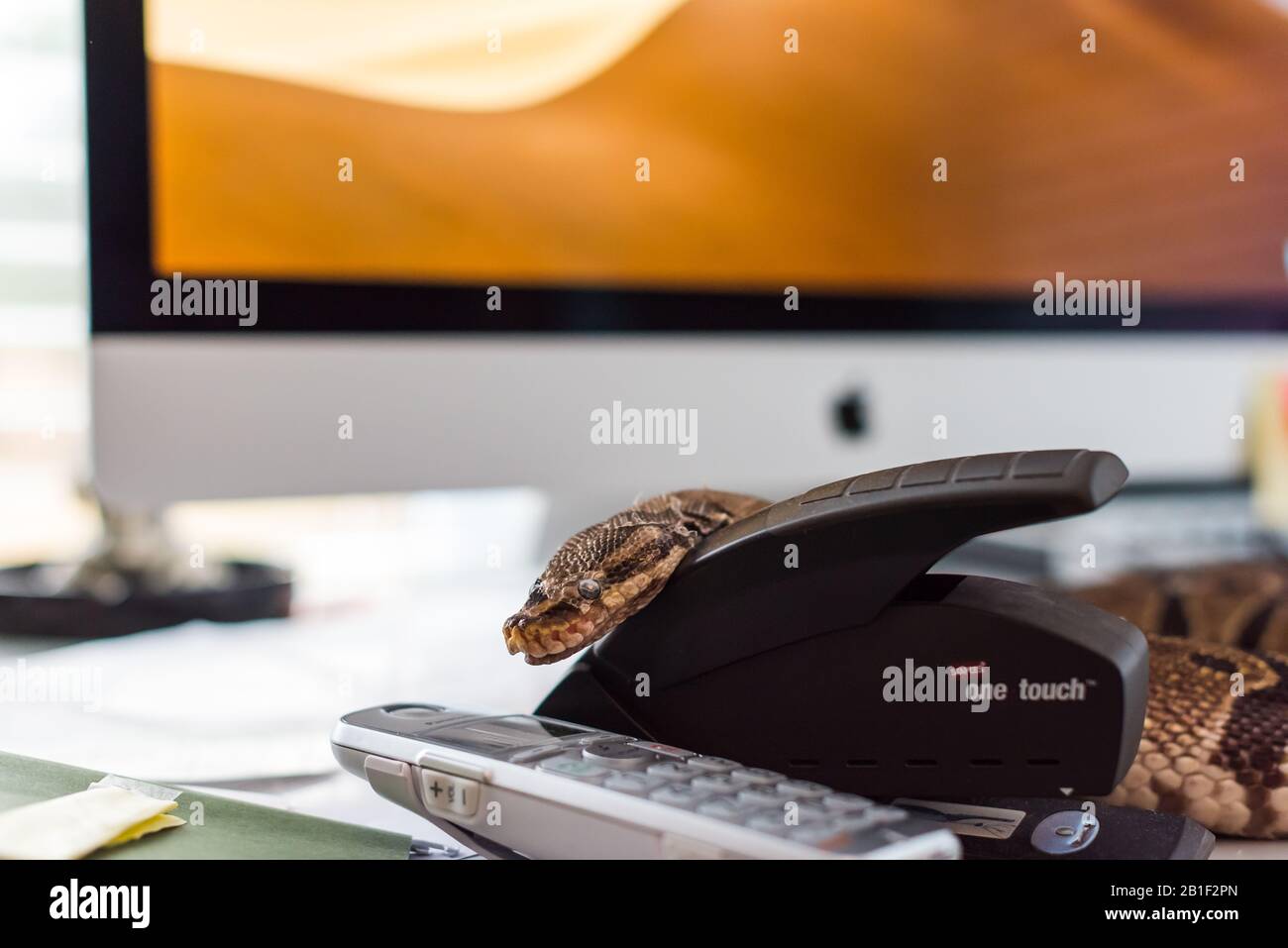 Ball python slithering around work desk. Unusual pet in the home office ...