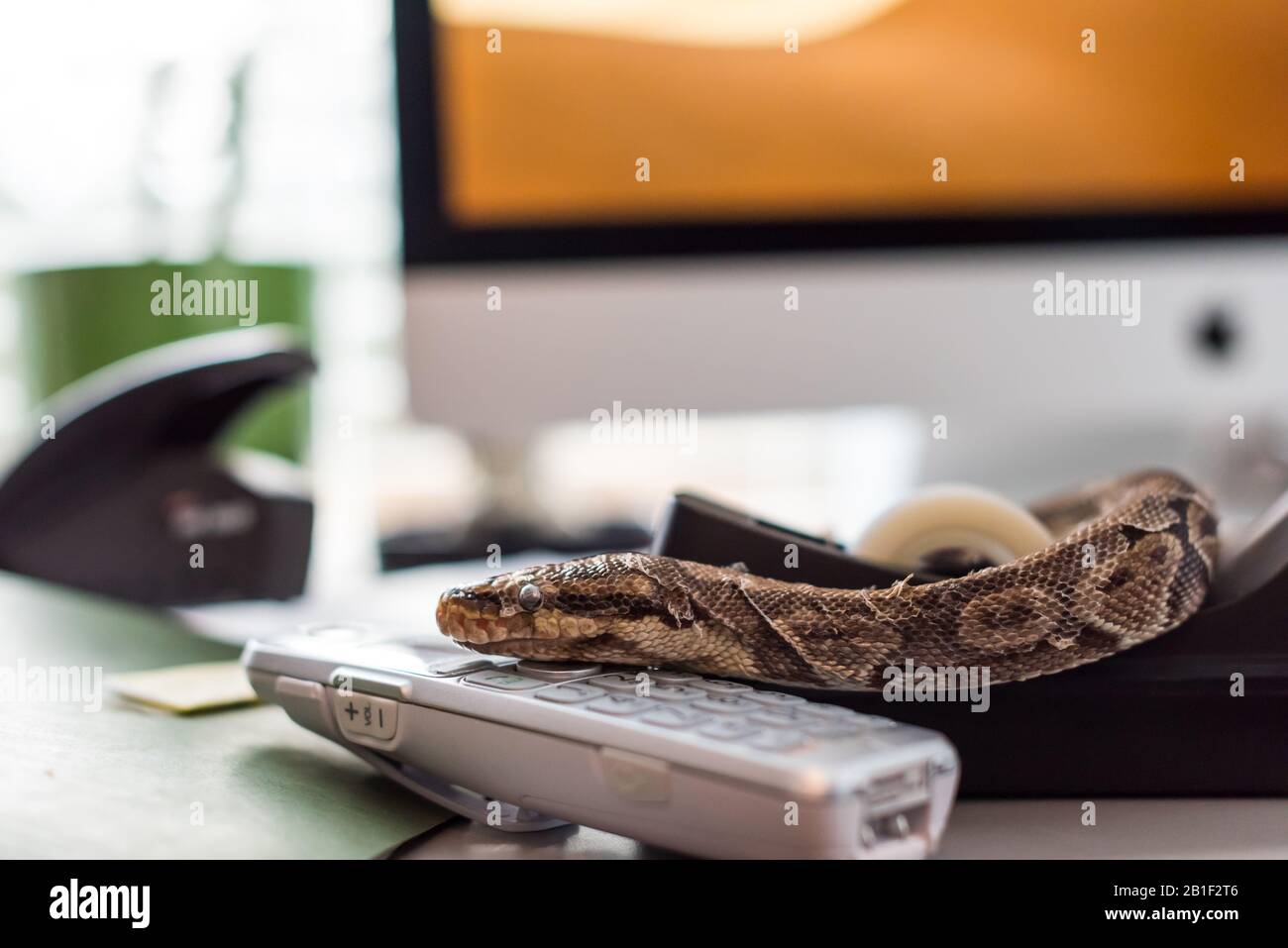Ball python slithering around work desk. Unusual pet in the home office ...