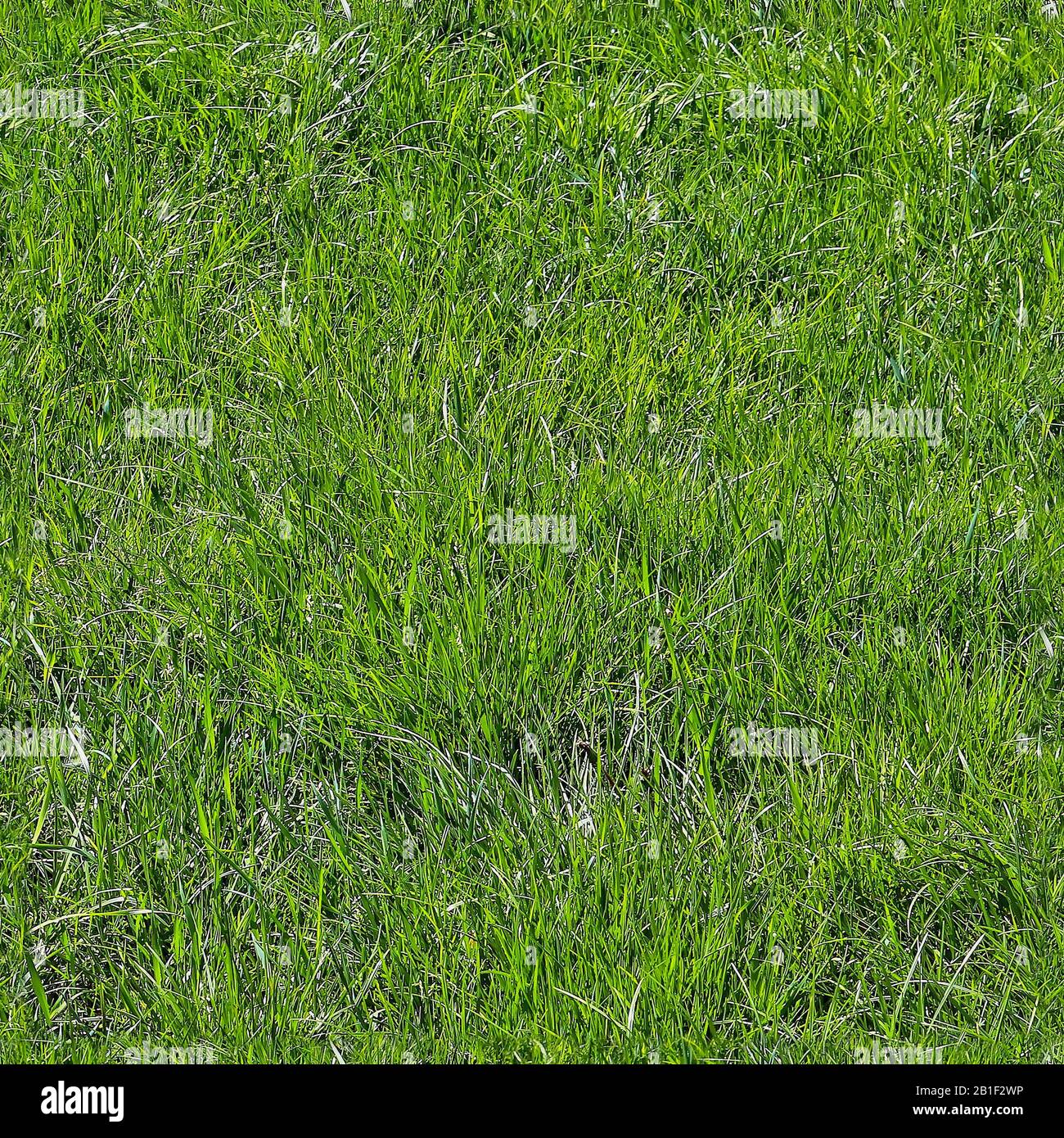 Photo realistic seamless grass texture in high resolution with more ...