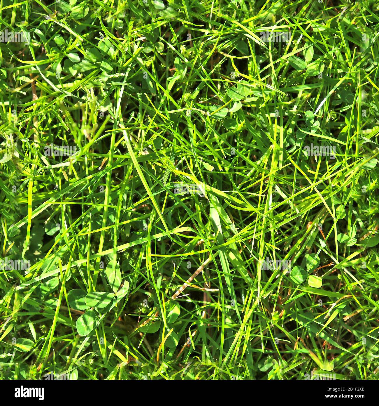 Photo realistic seamless grass texture in high resolution with more ...