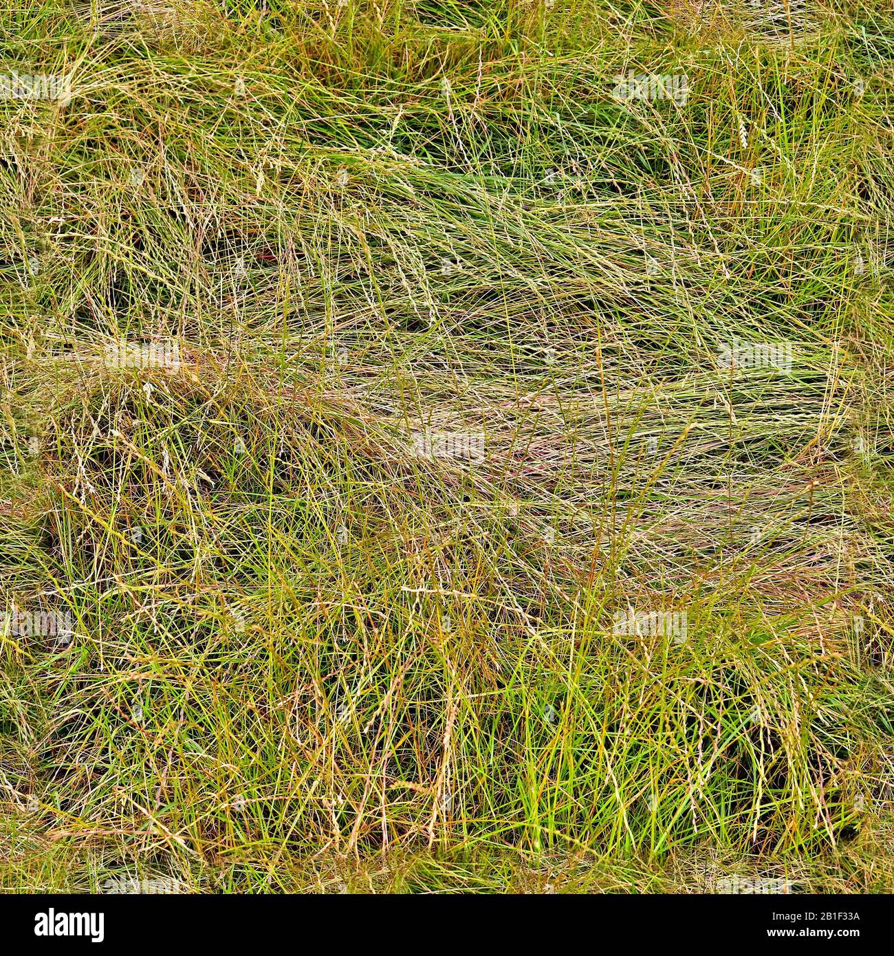 Photo realistic seamless grass texture in high resolution with more ...