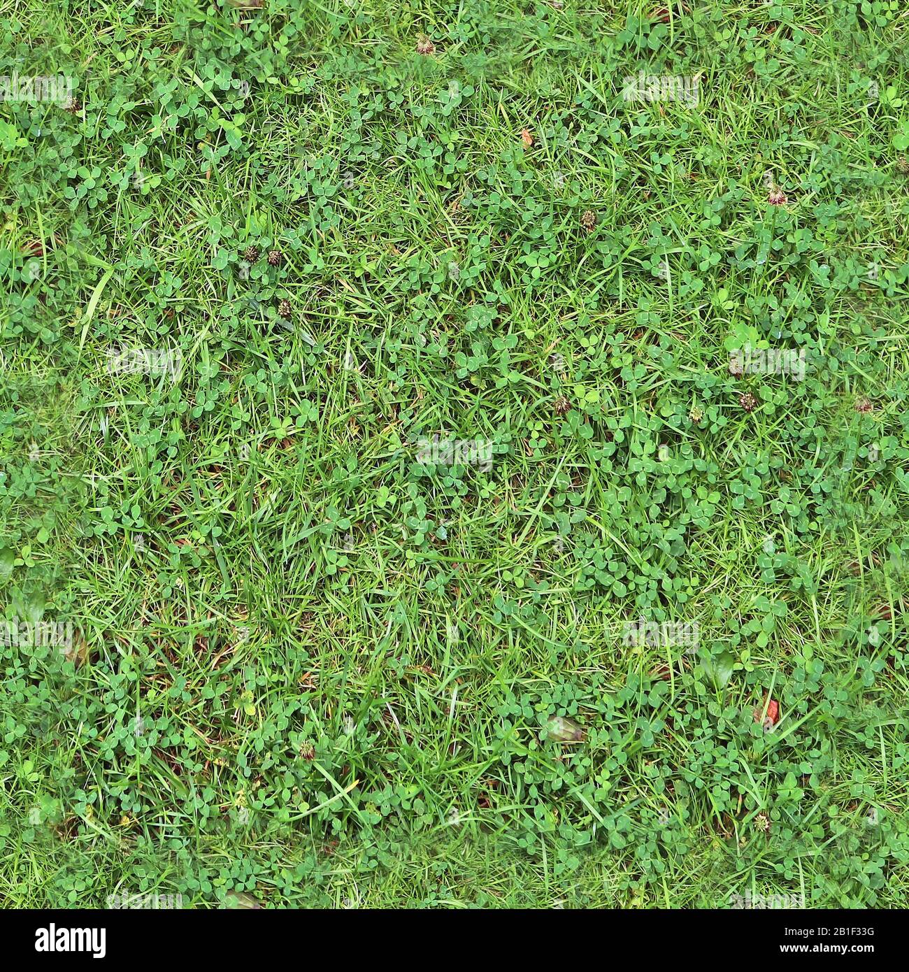 Photo realistic seamless grass texture in high resolution with more ...