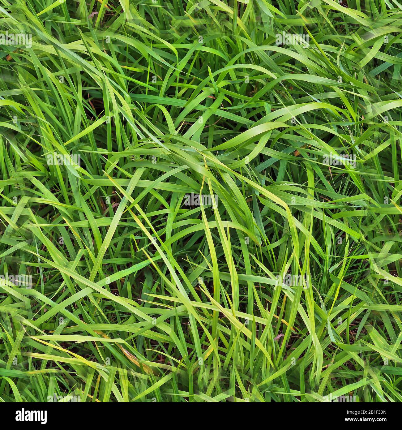Photo realistic seamless grass texture in high resolution with more ...