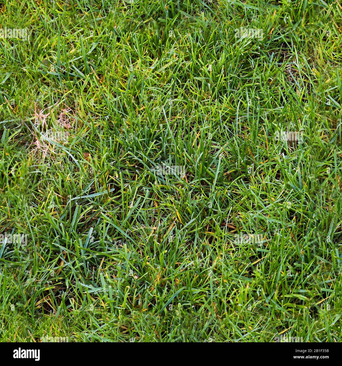 Photo realistic seamless grass texture in high resolution with more ...
