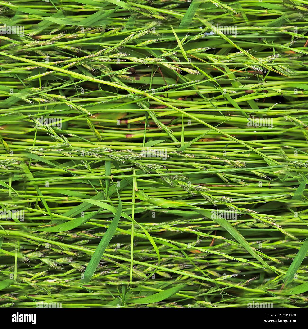High Resolution Grass Textures Seamless Seamless Texture Of The Grass