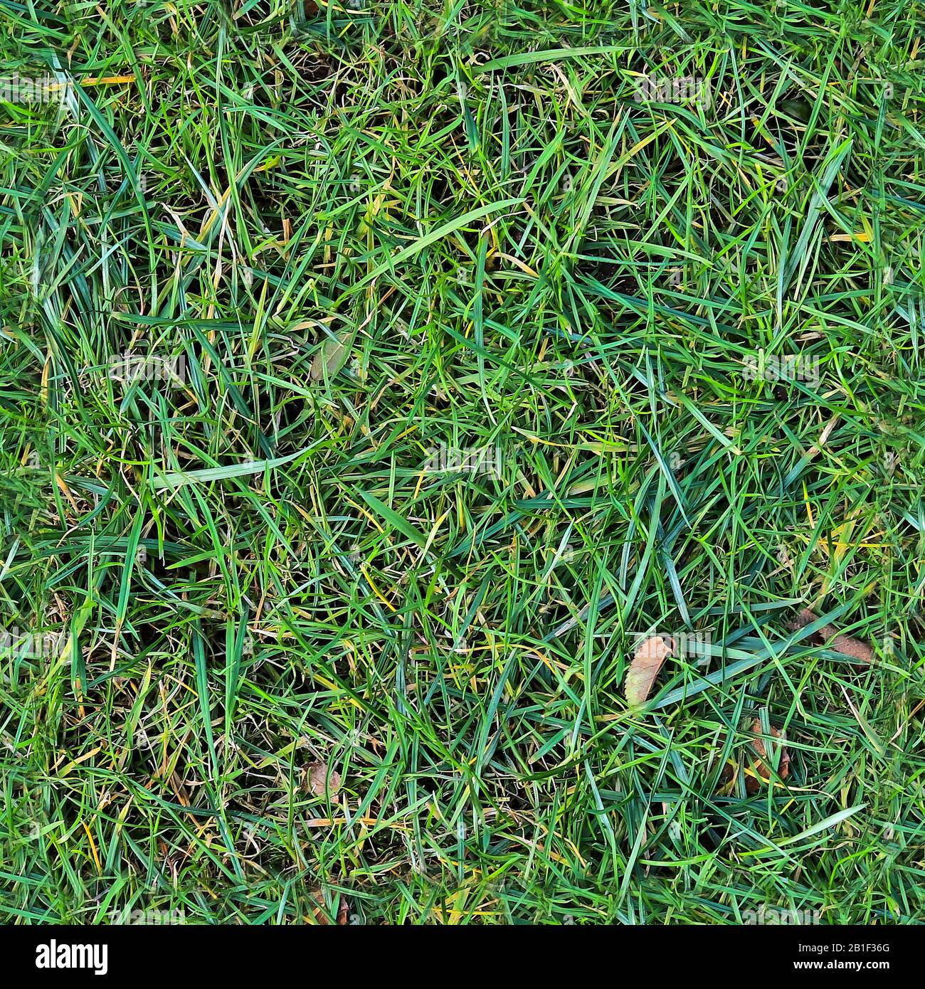 Photo realistic seamless grass texture in high resolution with more ...