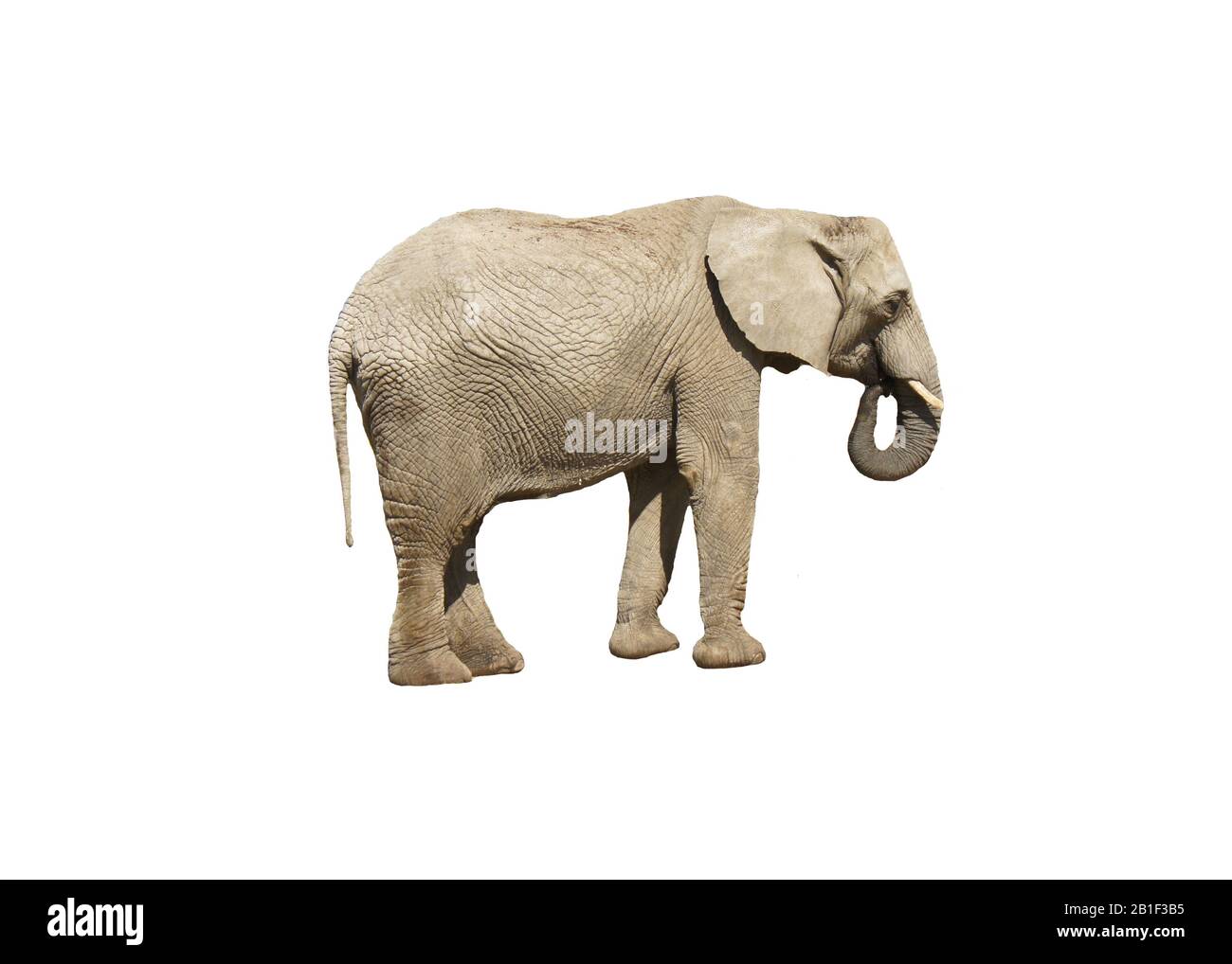Elephant close up. Grey elephant isolated Stock Photo - Alamy